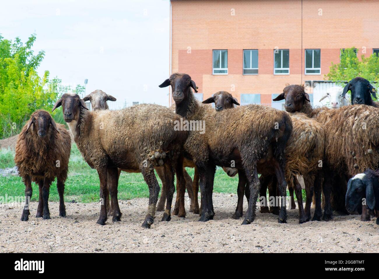 a flock of rams, black and white, lie together Stock Photo - Alamy