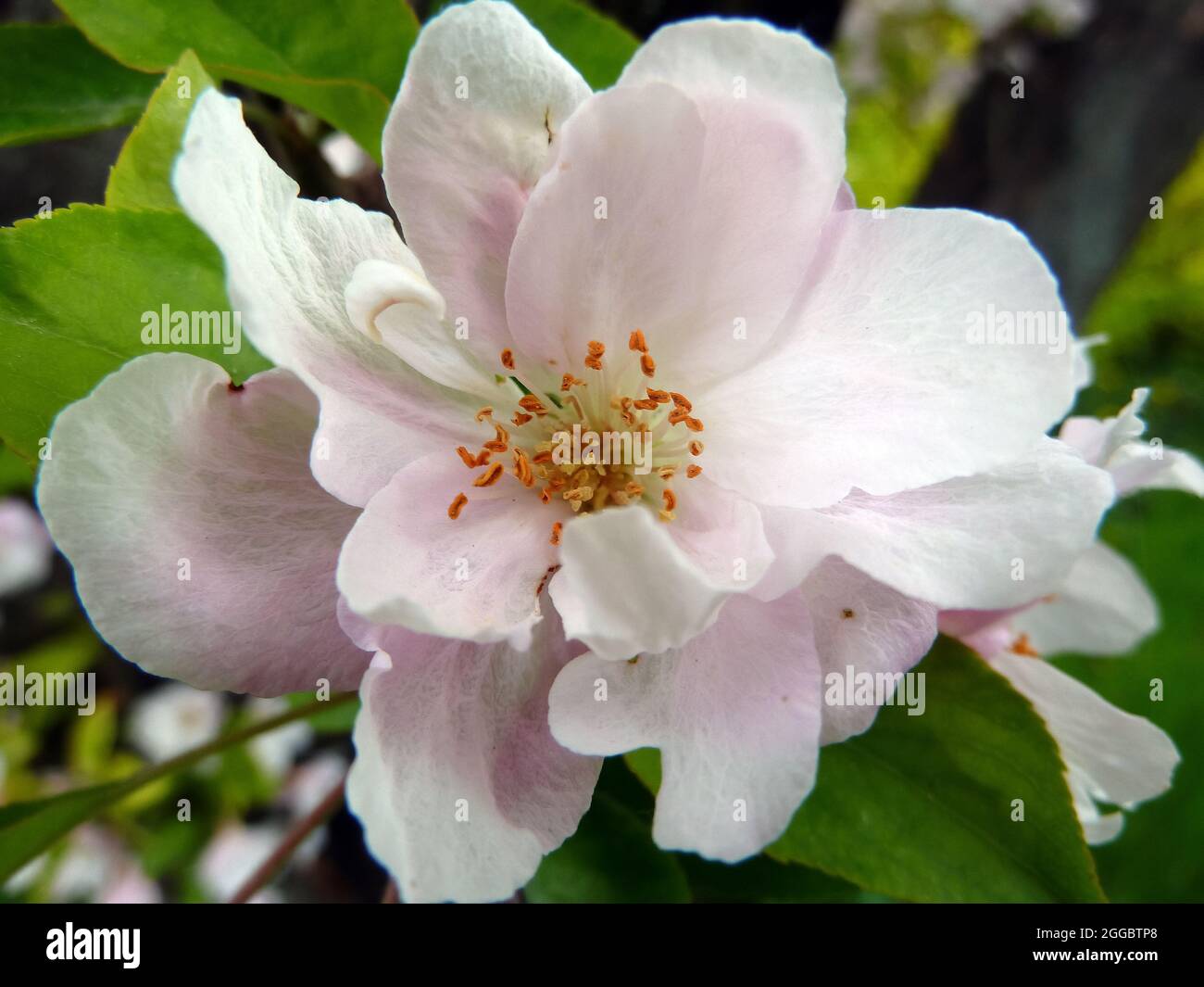 Asiatic apple, Chinesischer Apfel, Chinese flowering apple, Malus ...
