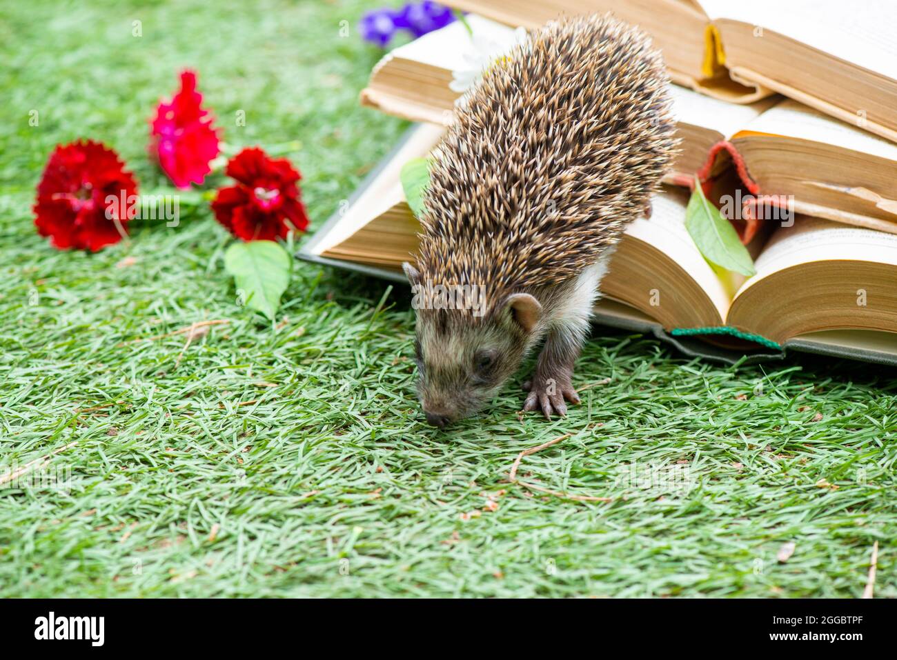 gorgeous hedgehog crawls on books open in a clearing Stock Photo - Alamy