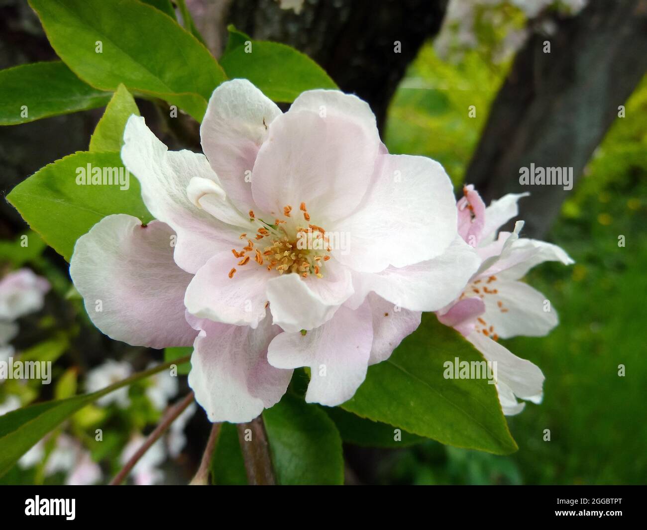 Asiatic apple, Chinesischer Apfel, Chinese flowering apple, Malus ...