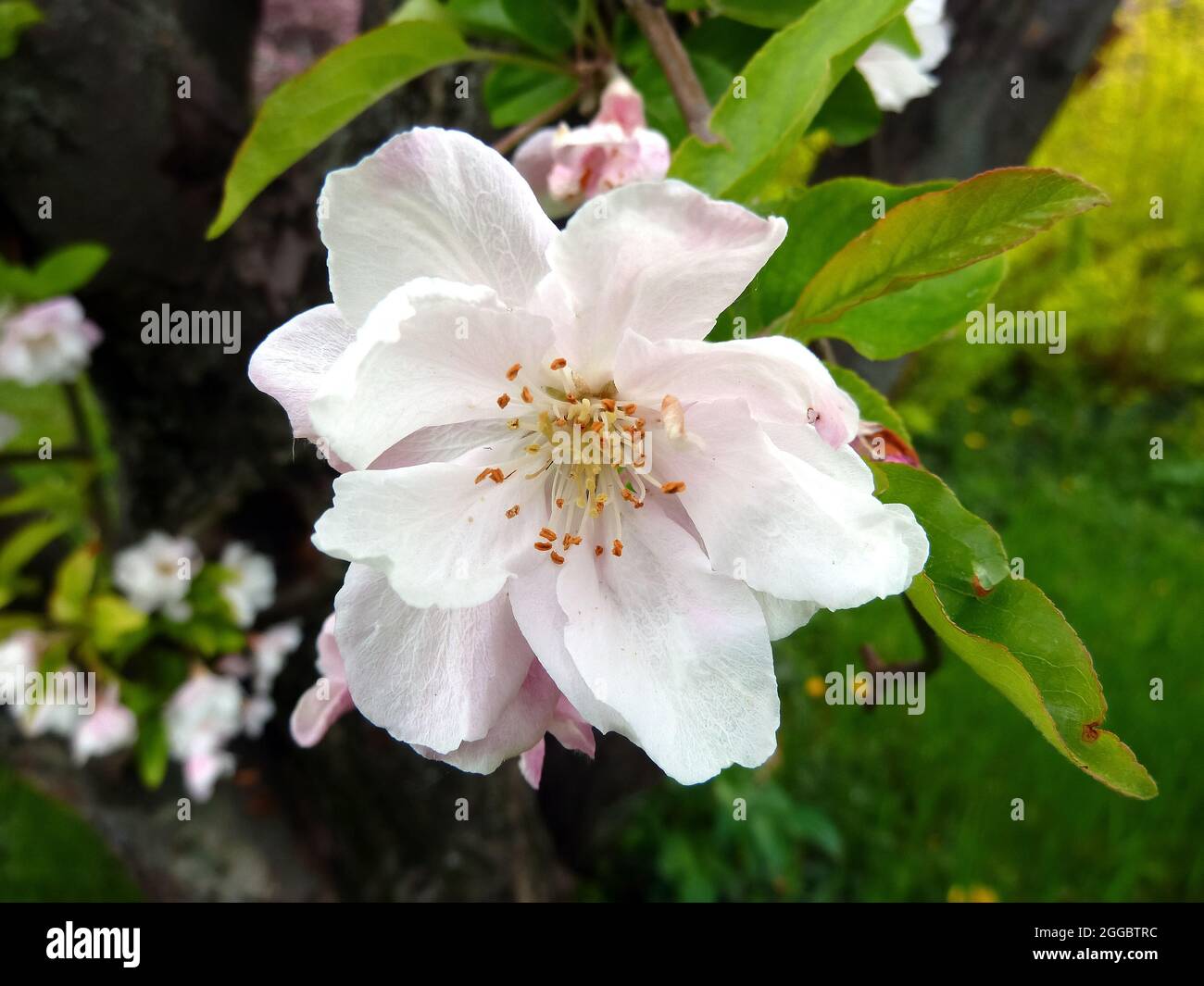 Asiatic apple, Chinesischer Apfel, Chinese flowering apple, Malus ...