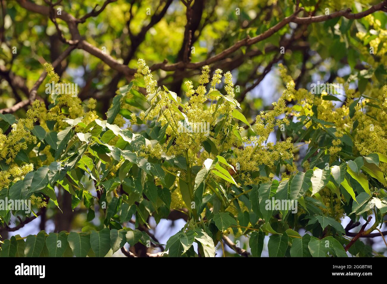 Tree of heaven hi-res stock photography and images - Alamy