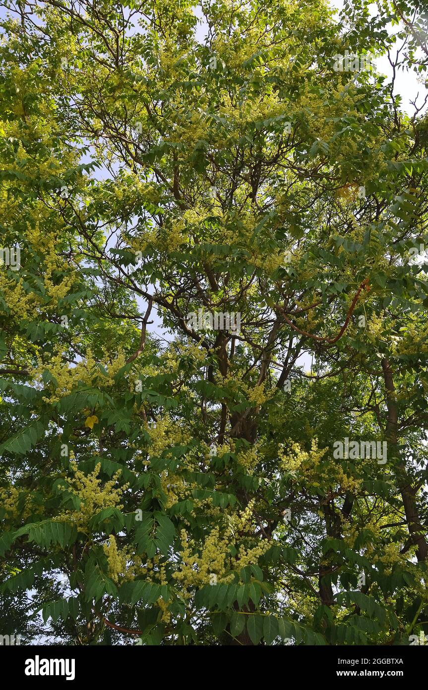 Ailanthus Altissima Tree High Resolution Stock Photography and Images ...