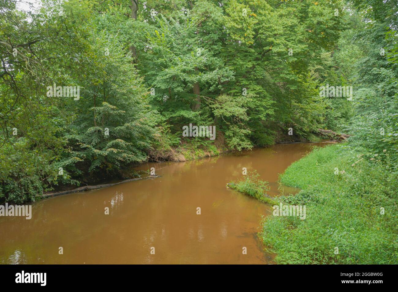 A small lowland river flowing through a forest covered with dense ...