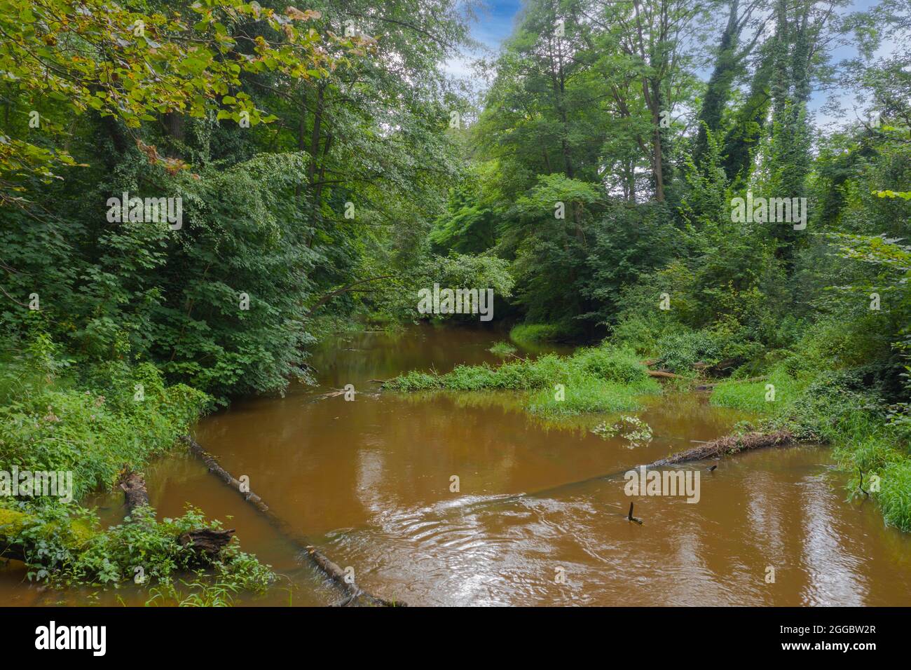 A small lowland river flowing through a forest covered with dense ...