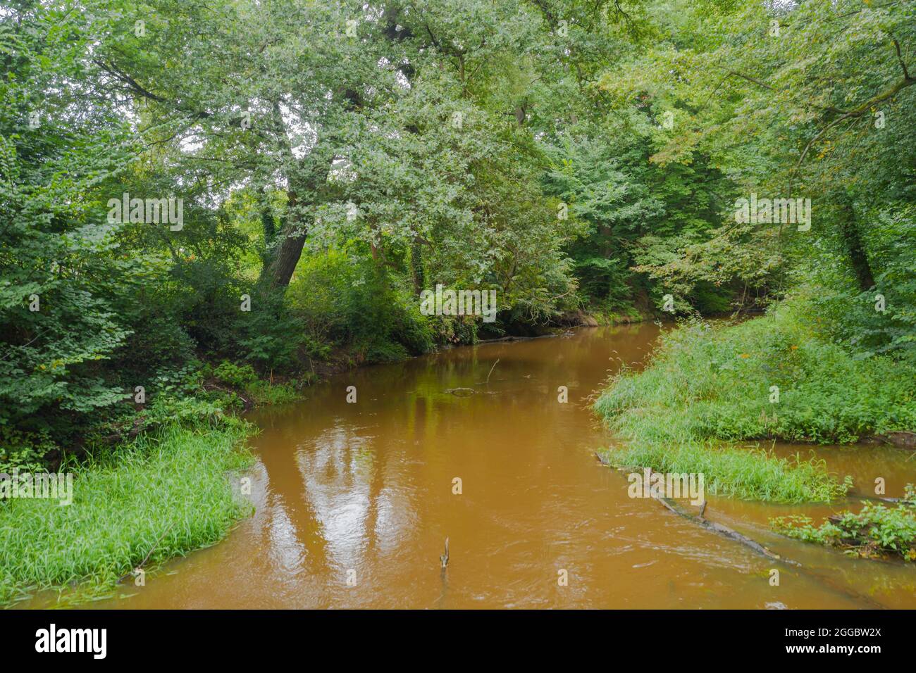 A small lowland river flowing through a forest covered with dense ...