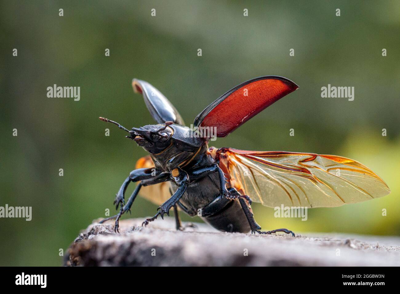 Beetle wings hi-res stock photography and images - Alamy