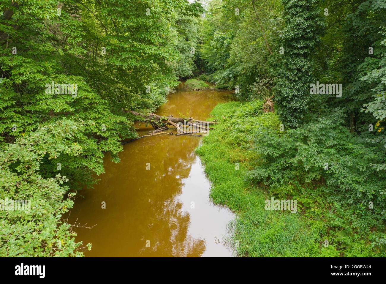 A small lowland river flowing through a forest covered with dense ...