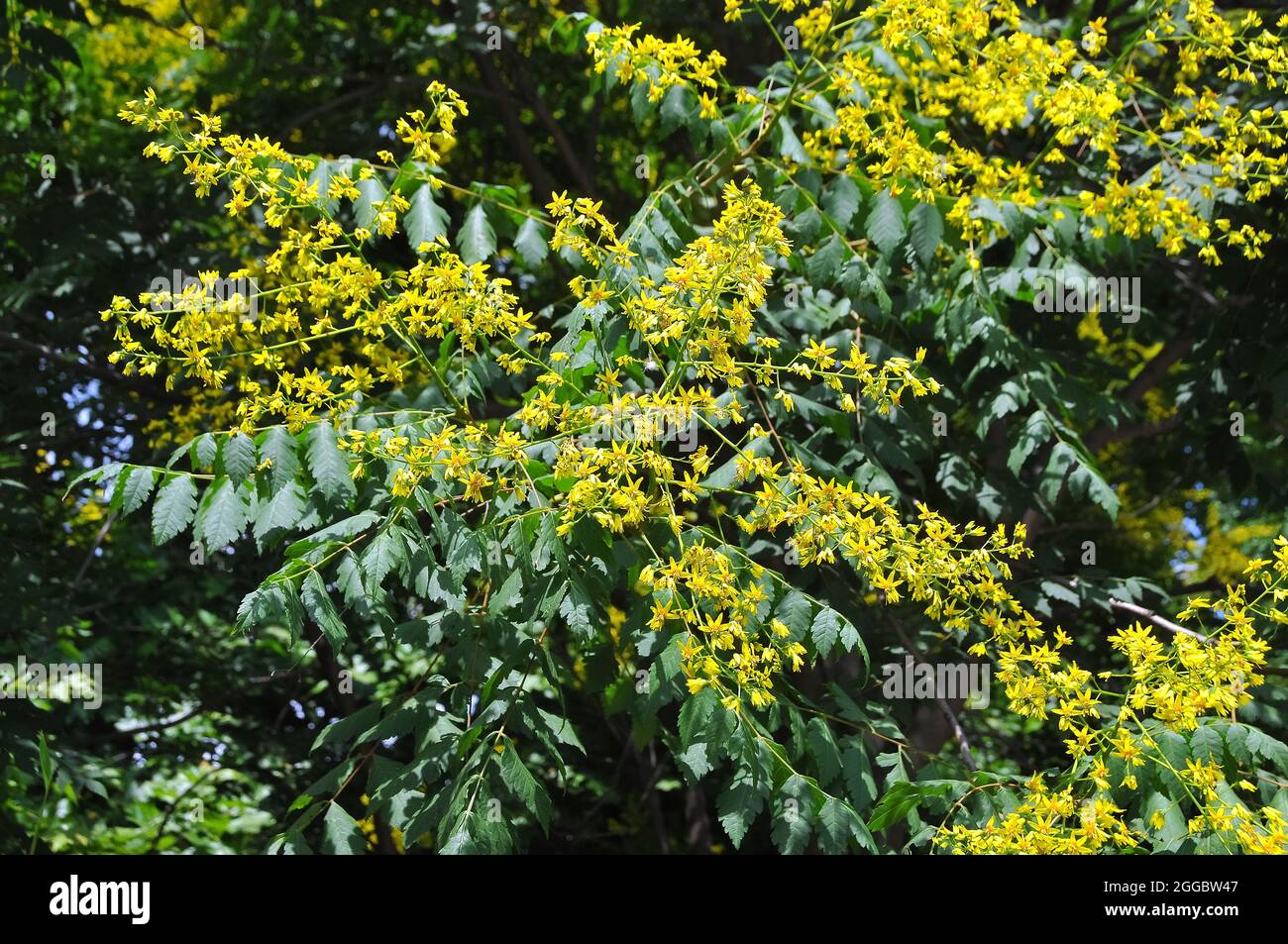 goldenrain tree, China tree, Blasenesche, Koelreuteria paniculata, csörgőfa Stock Photo - Alamy