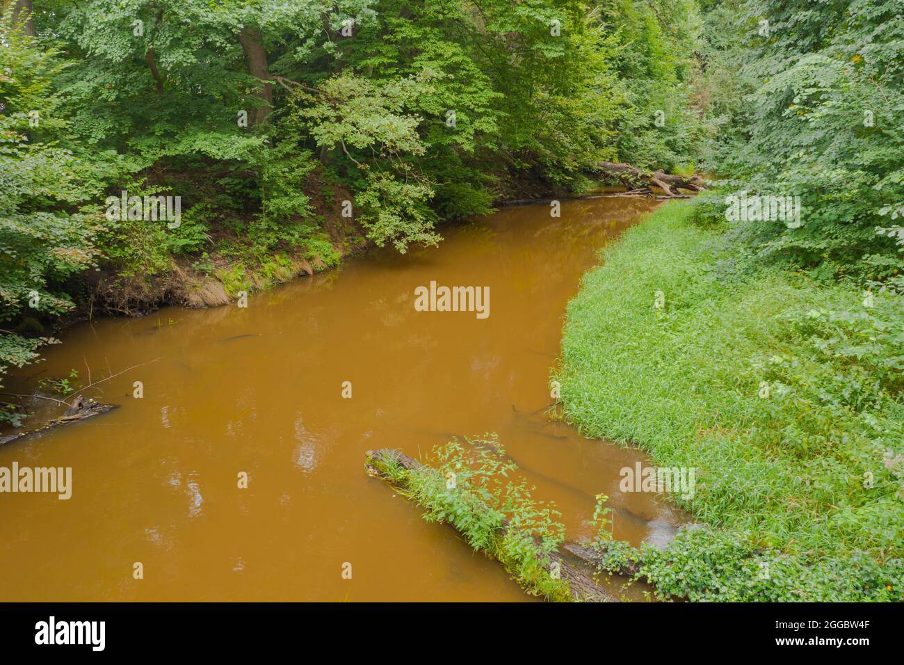A small lowland river flowing through a forest covered with dense ...