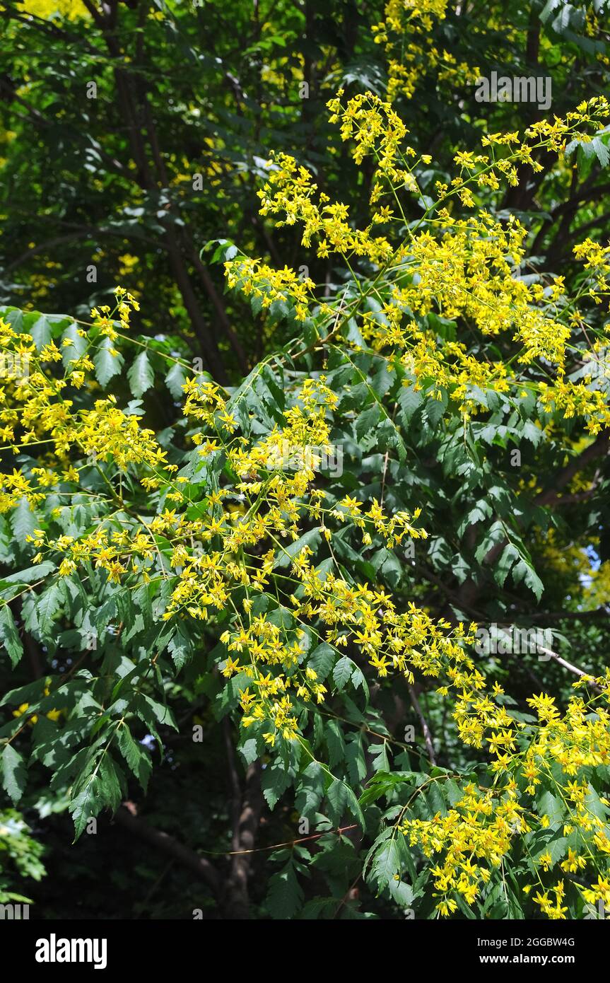 goldenrain tree, China tree, Blasenesche, Koelreuteria paniculata, csörgőfa Stock Photo - Alamy