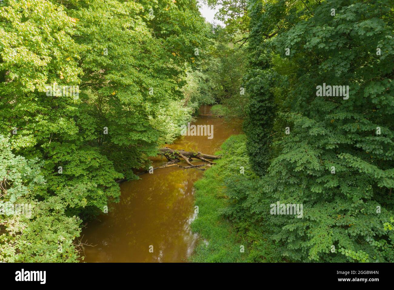 A small lowland river flowing through a forest covered with dense ...