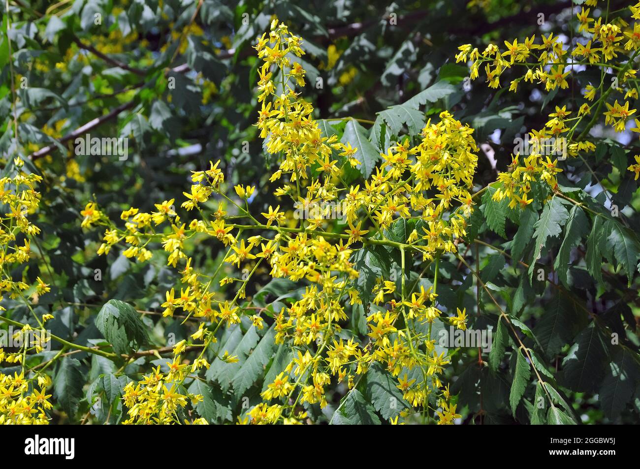 goldenrain tree, China tree, Blasenesche, Koelreuteria paniculata, csörgőfa Stock Photo - Alamy