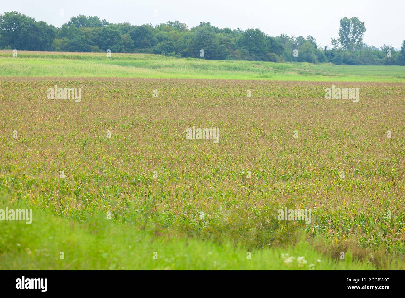 Georgia cornfield hi-res stock photography and images - Alamy