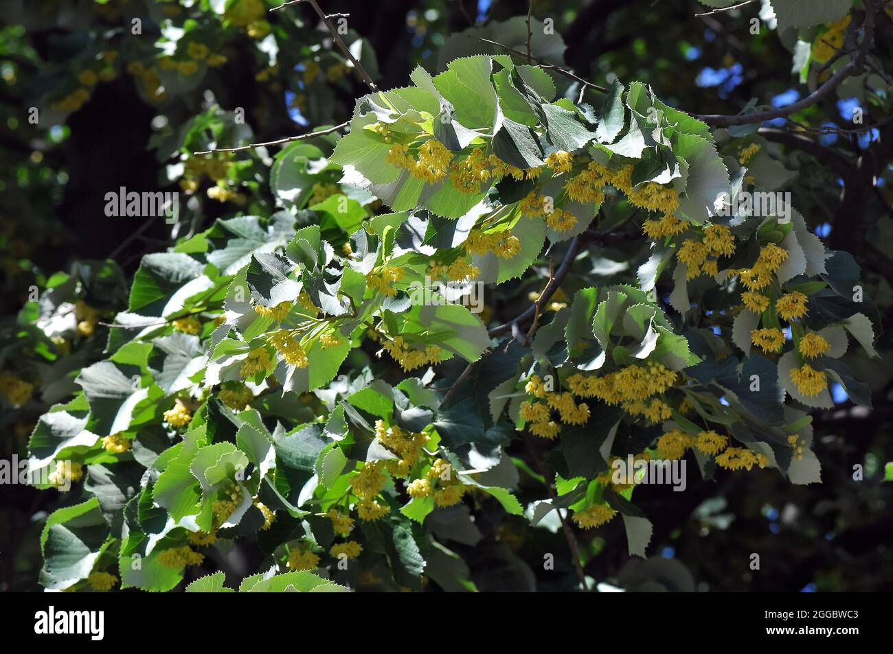 silver linden, silver lime, Silber-Linde, Tilia tomentosa, Tilia ...