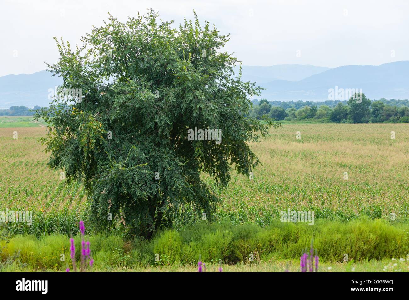 Georgia cornfield hi-res stock photography and images - Alamy
