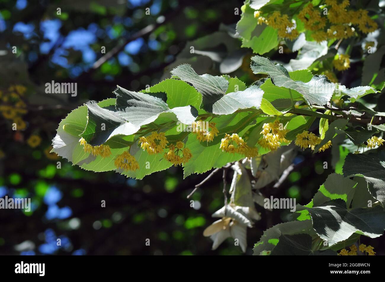 Silver linden tilia tomentosa hi-res stock photography and images - Alamy