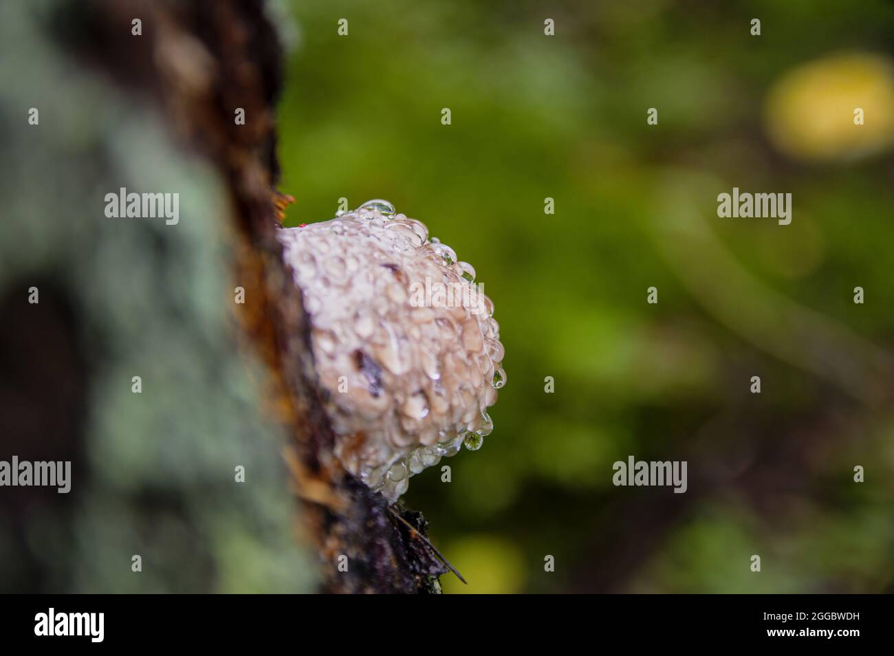 Interesting white inedible tree mushroom covered with bluish slime ...