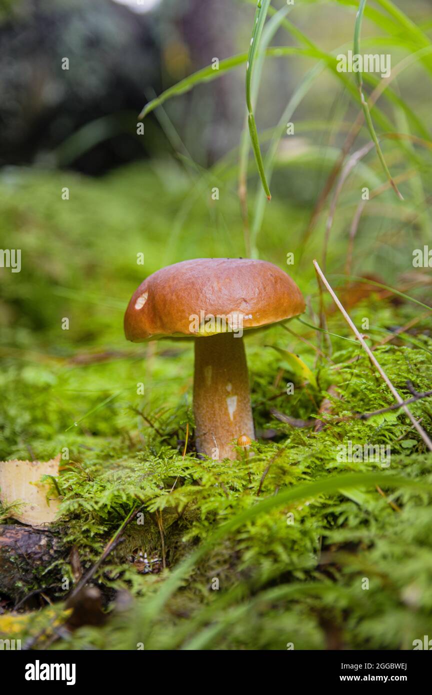 Large beautiful white mushroom boletus with beautiful texture growing ...