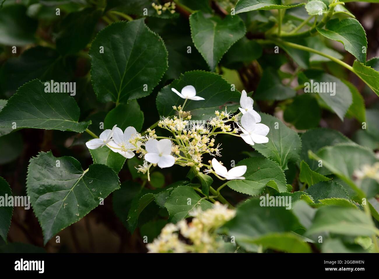 climbing hydrangea, Kletterhortensie, Hydrangea anomala subsp ...