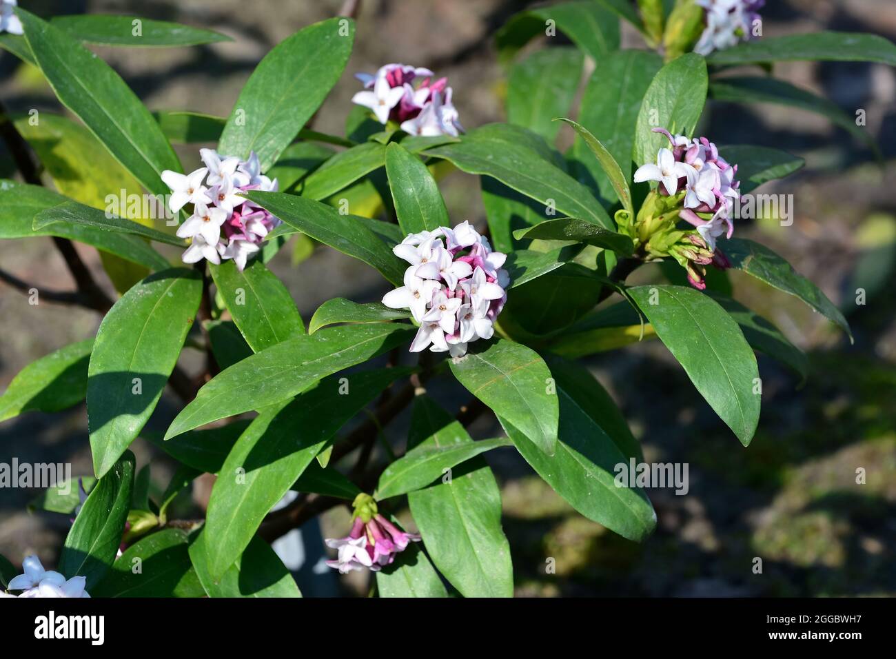 Winter daphne hi-res stock photography and images - Alamy