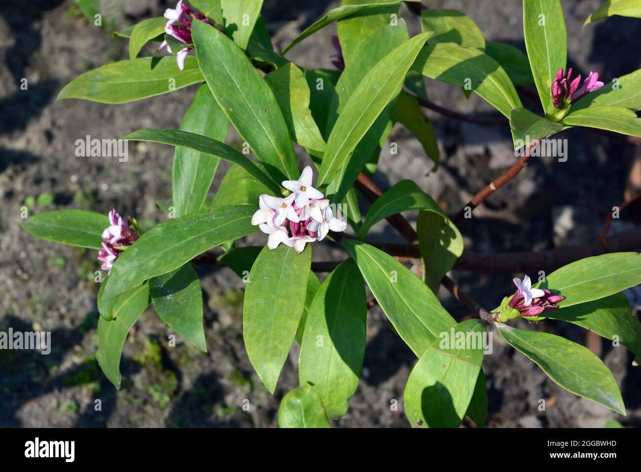 Winter daphne hi-res stock photography and images - Alamy