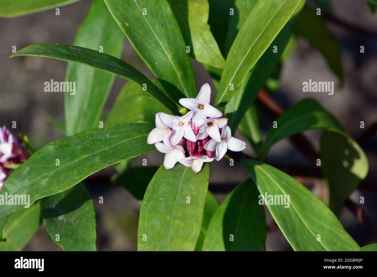 Winter daphne hi-res stock photography and images - Alamy