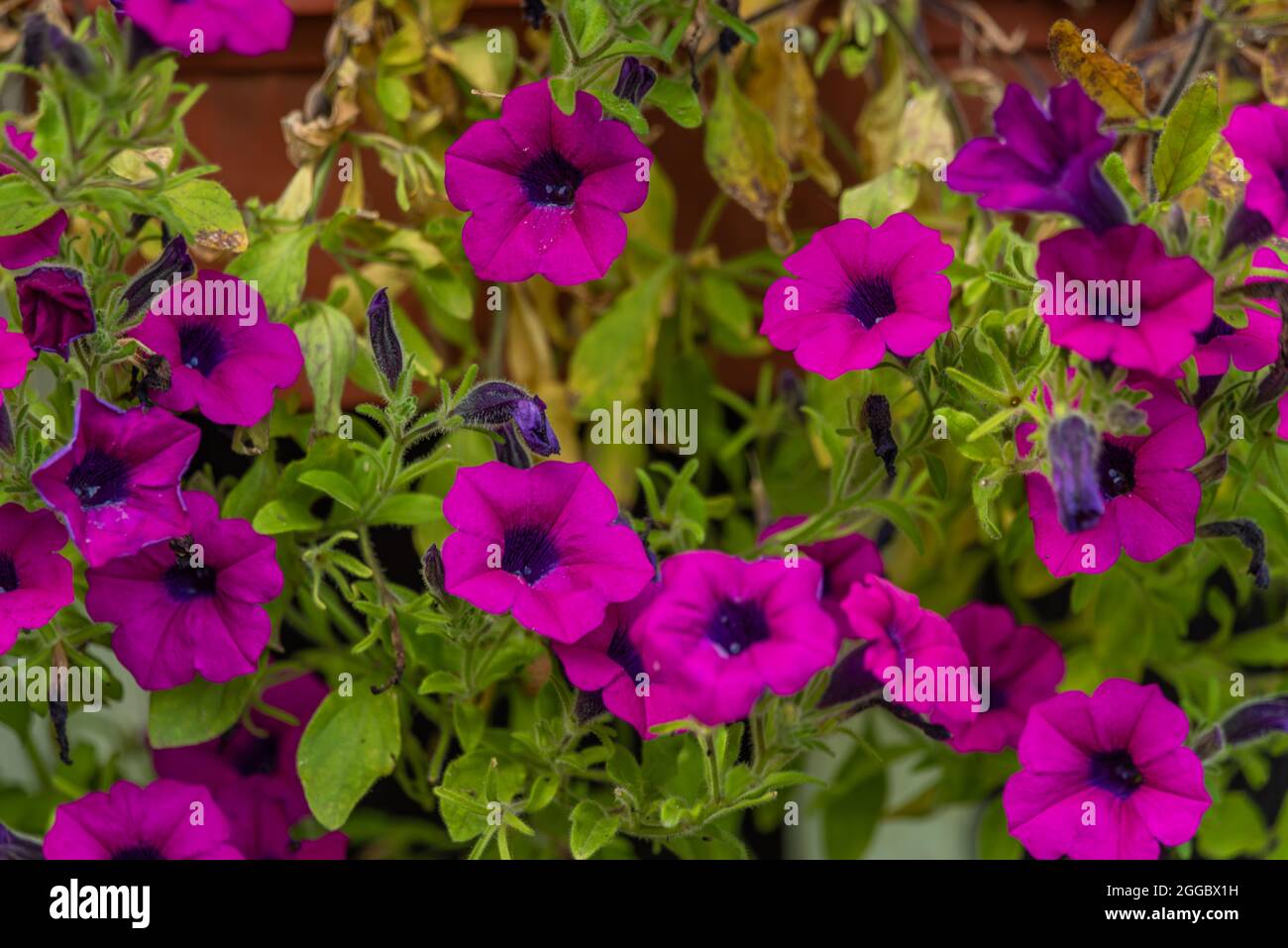 Violet summer flower near wooden wall in summer sunny day Stock Photo ...