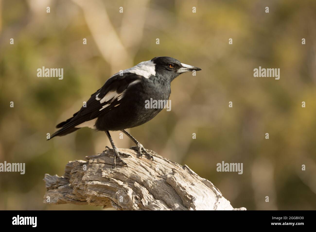 Closuep of a black and white magpie in the forest Stock Photo - Alamy