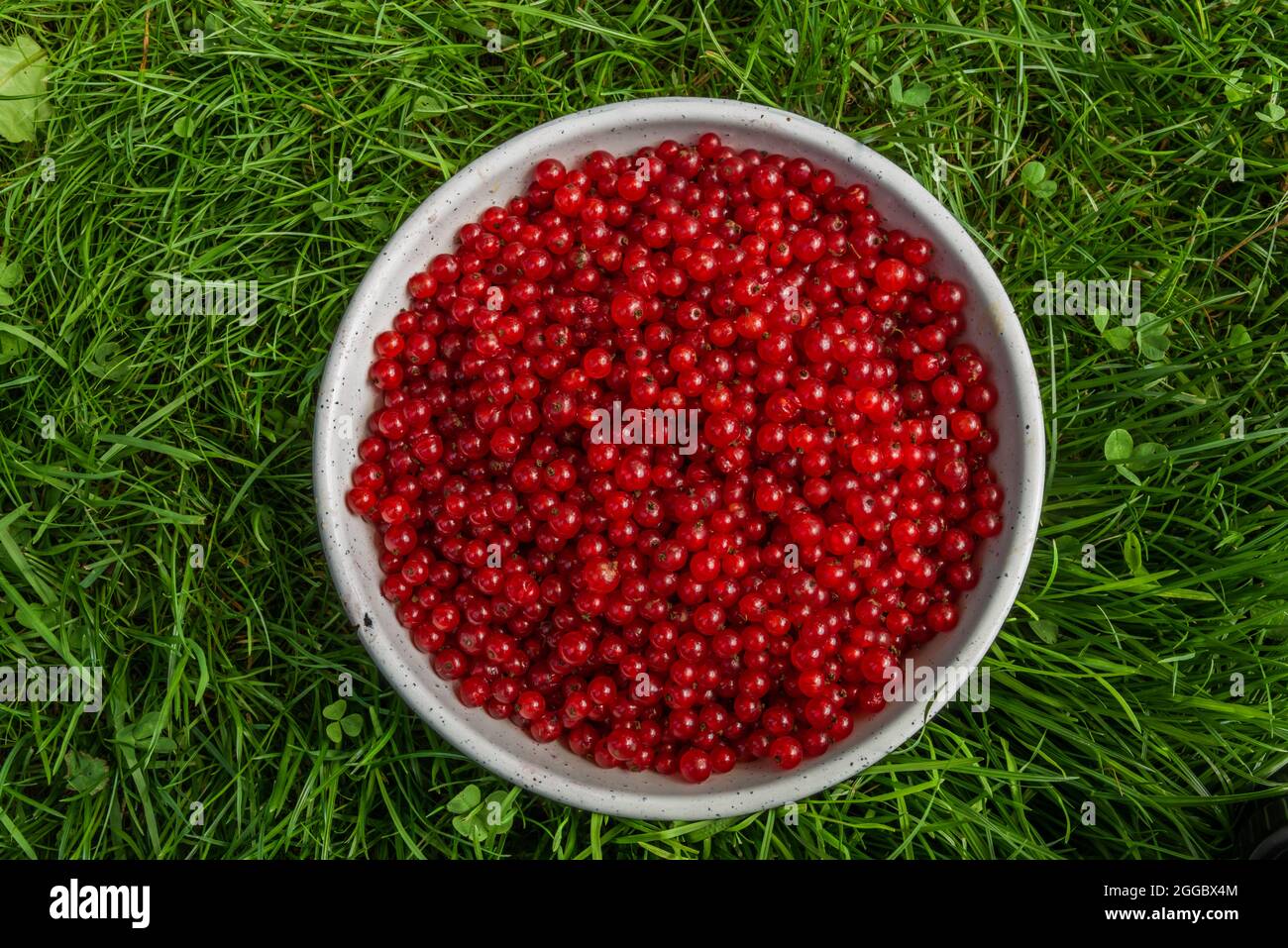 Red currant in white bowl in dark green grass Stock Photo - Alamy
