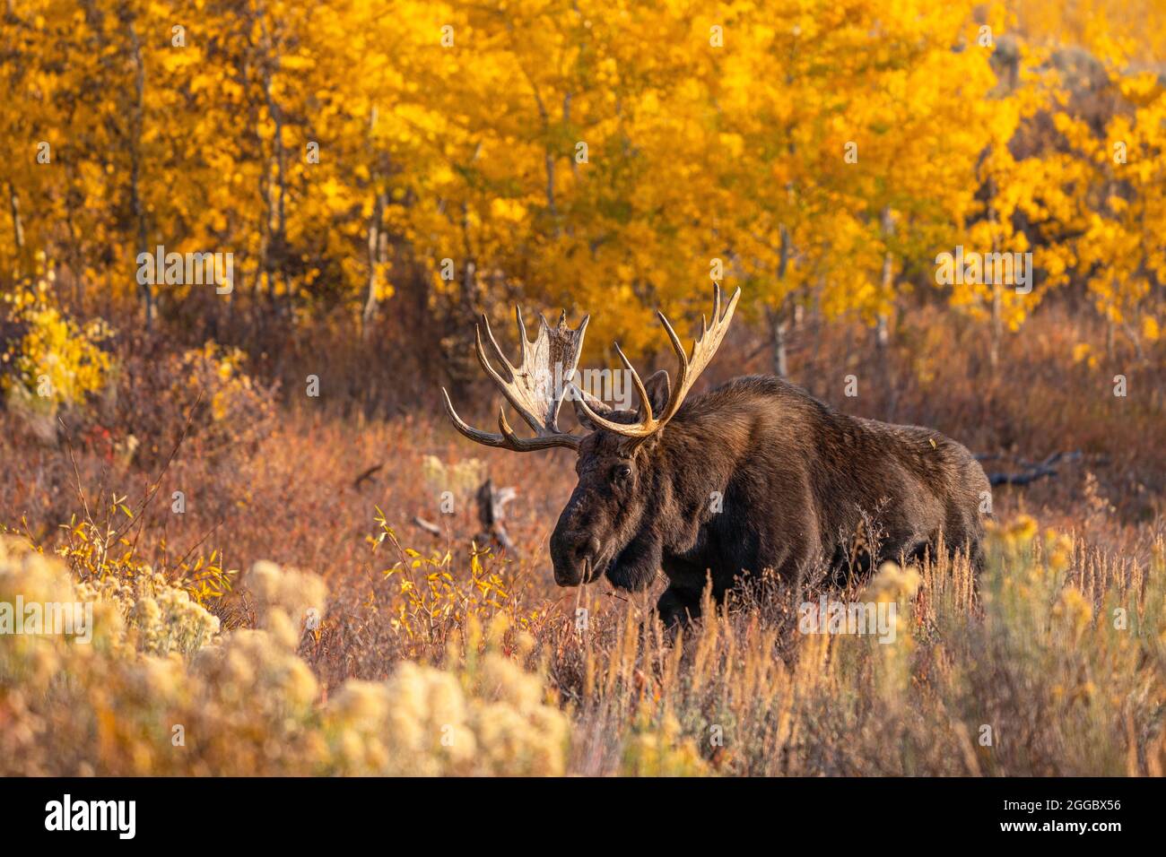 Mega fauna hi-res stock photography and images - Alamy