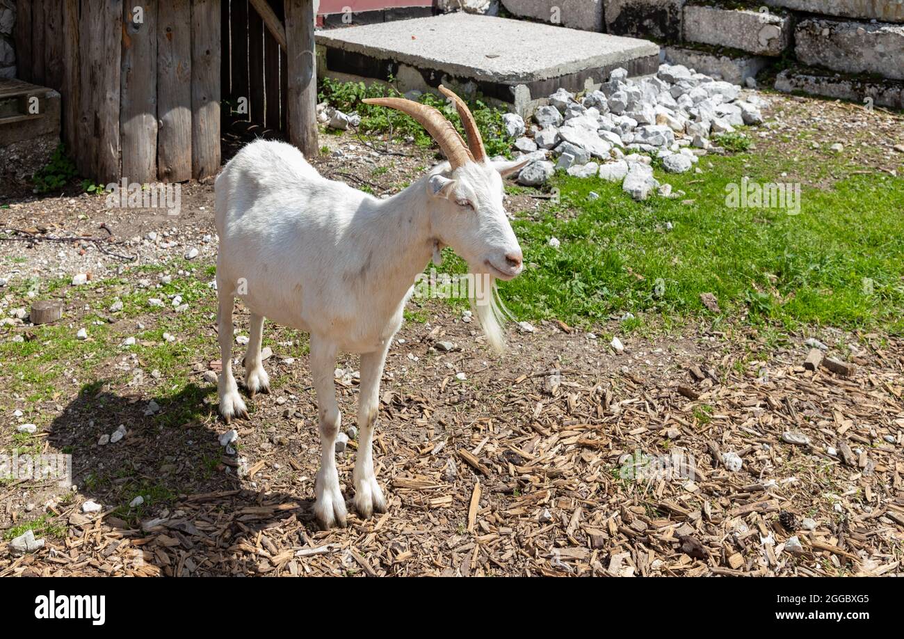A picture of a white goat Stock Photo - Alamy