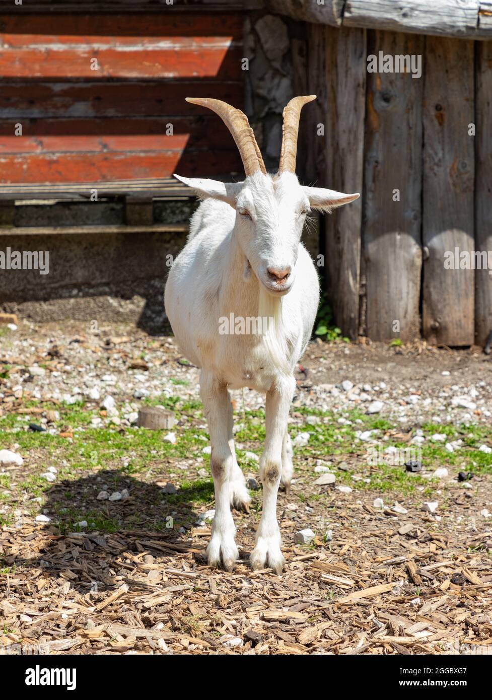 A picture of a white goat Stock Photo - Alamy