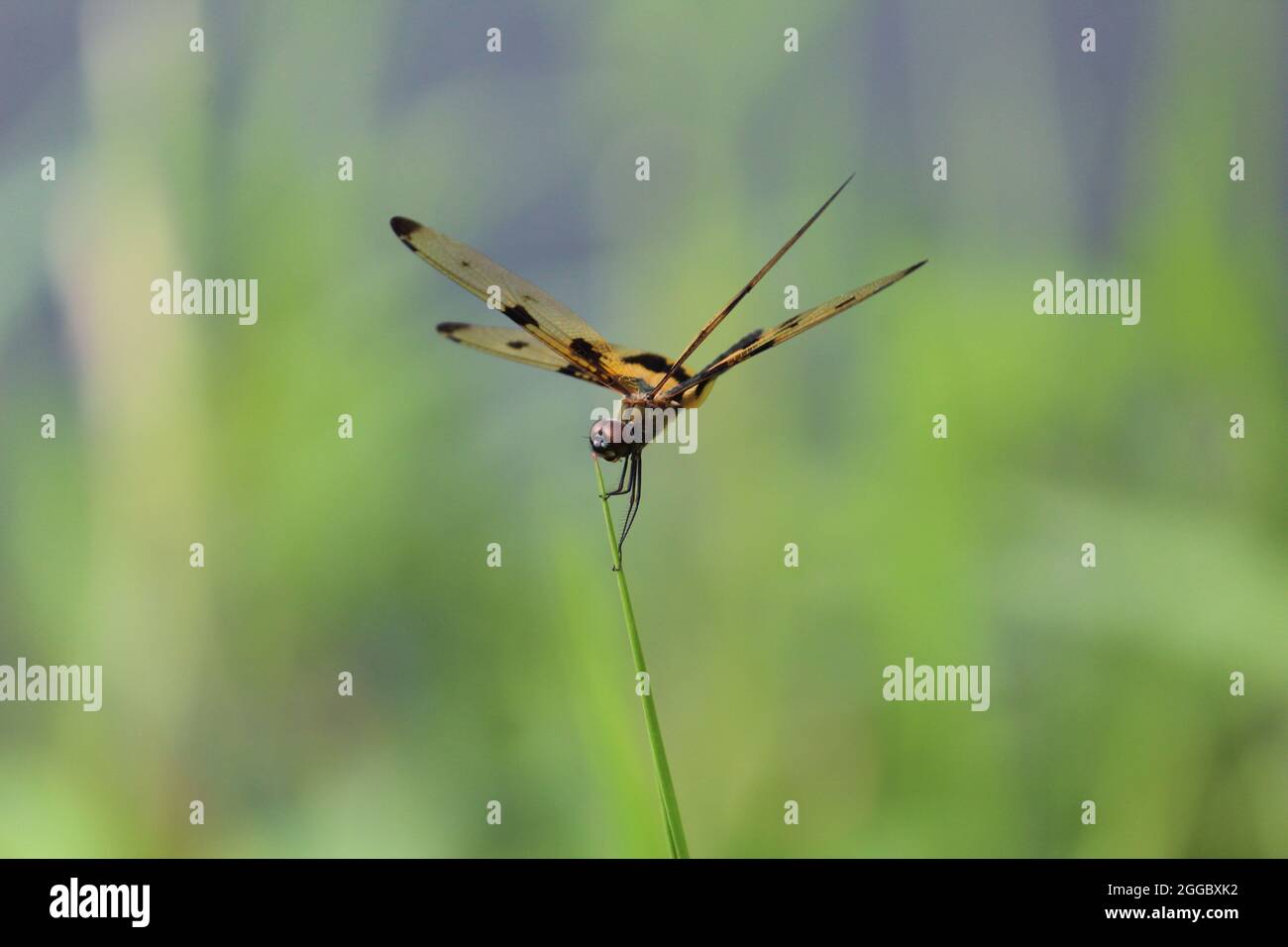 Macro of Variegated Flutterer Dragonfly (Rhyothemis Variegata) on a ...