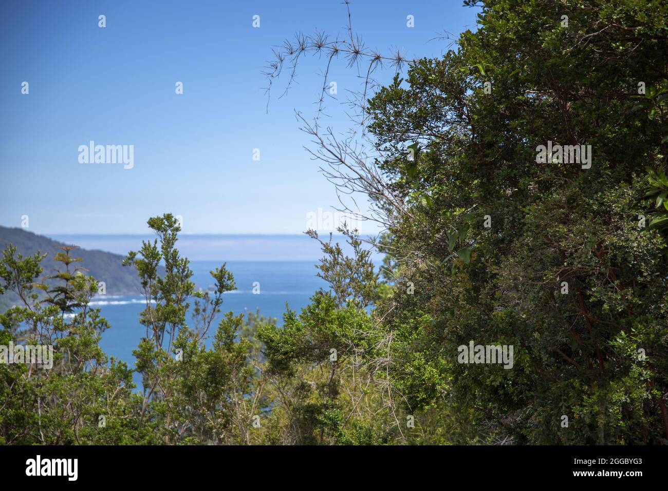Nature on the coast of the Pacific in the Los Lagos region, southern ...