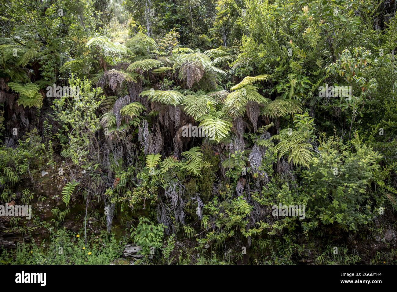 Nature on the coast of the Pacific in the Los Lagos region, southern ...