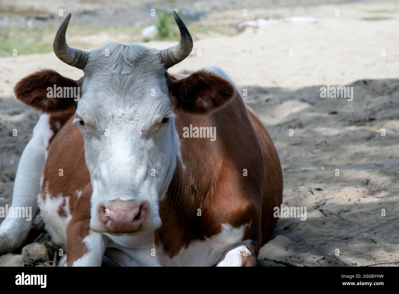 Domestic bull lying in a sandy field Stock Photo - Alamy