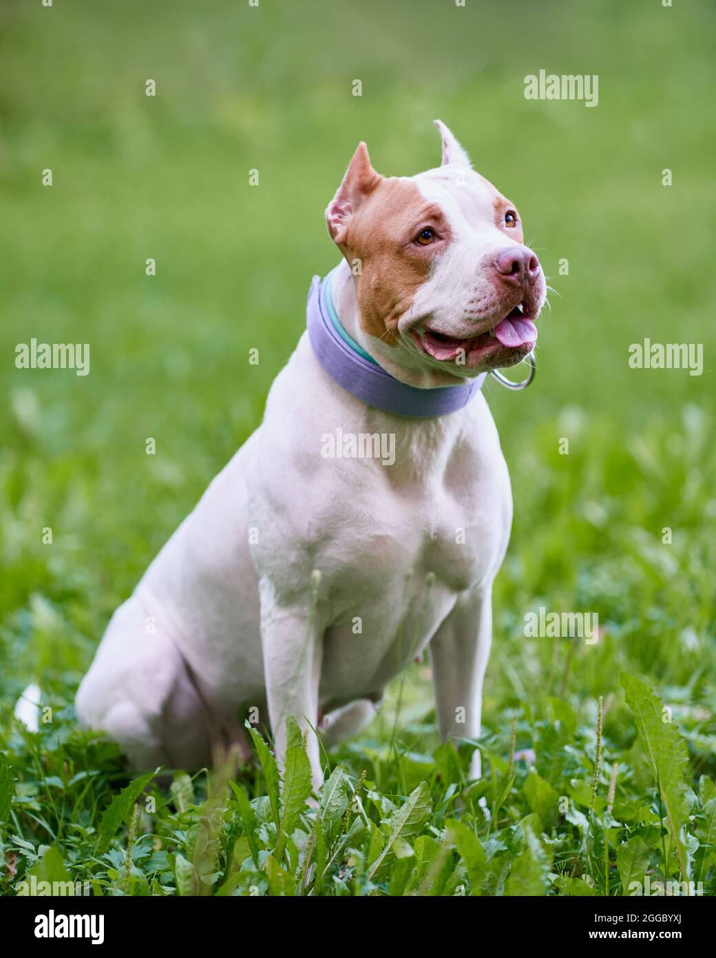 Pitbull Sitting