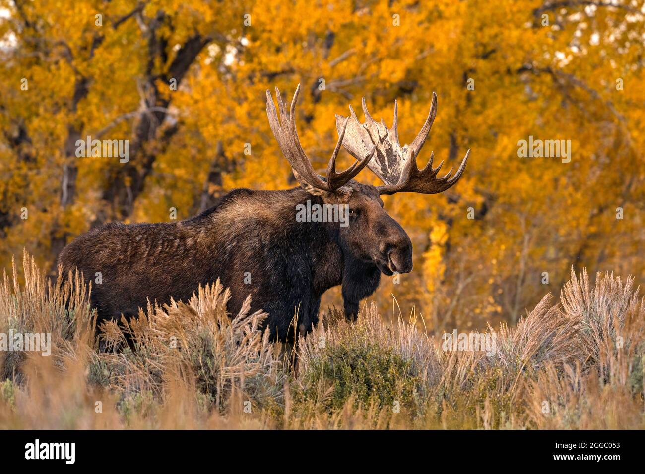 Mega fauna hi-res stock photography and images - Alamy