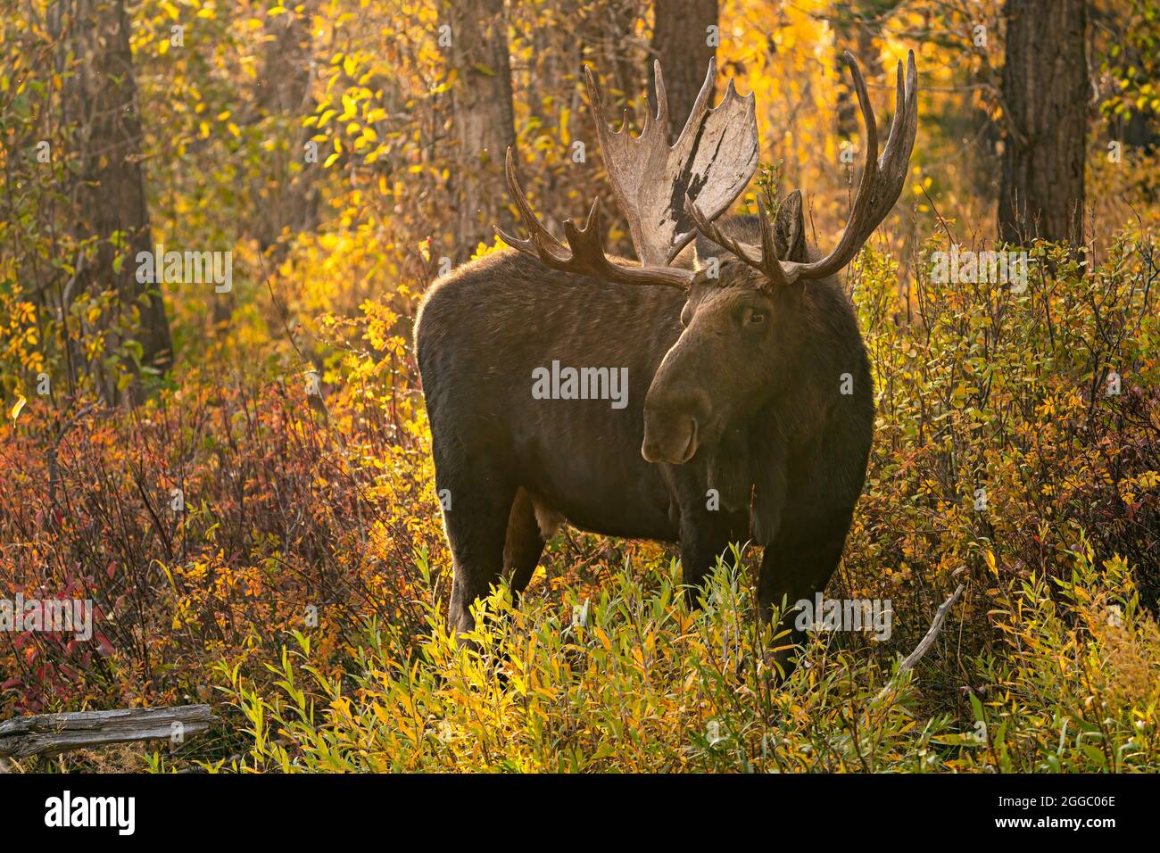 Large moose rack hi-res stock photography and images - Alamy