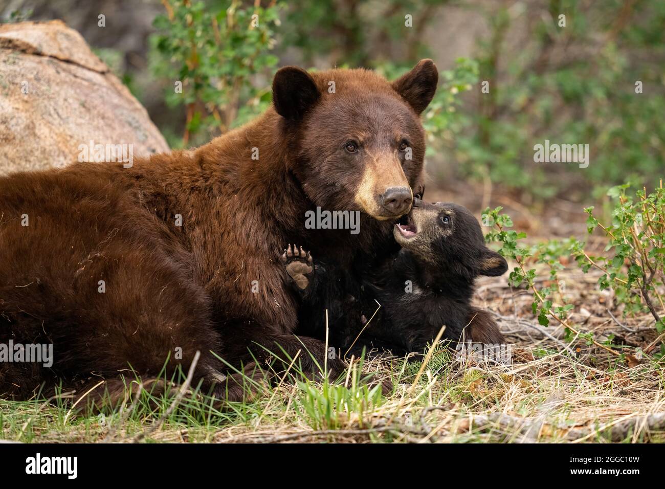 Cute fuzzy little bear cub hi-res stock photography and images - Alamy