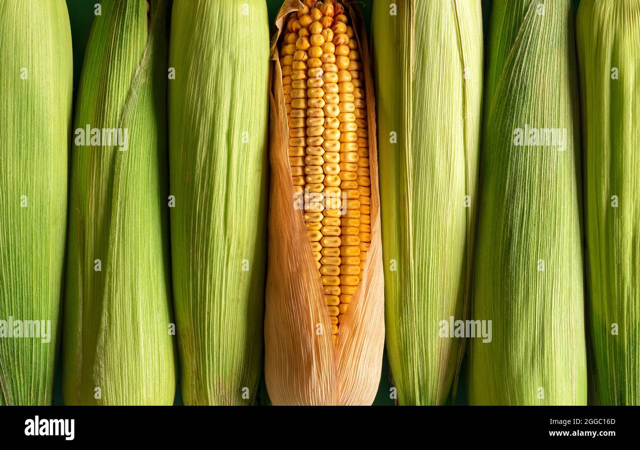 Corn with green husk and ripe maize aligned in a row, top view. Full ...