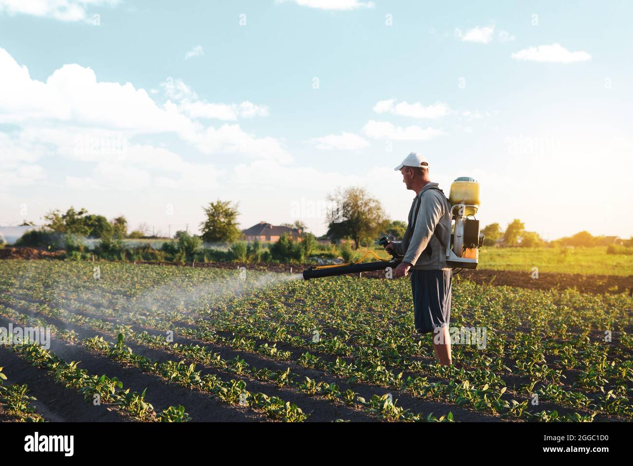 Farmer sprays pesticides on plantation. Use of chemicals for protection ...