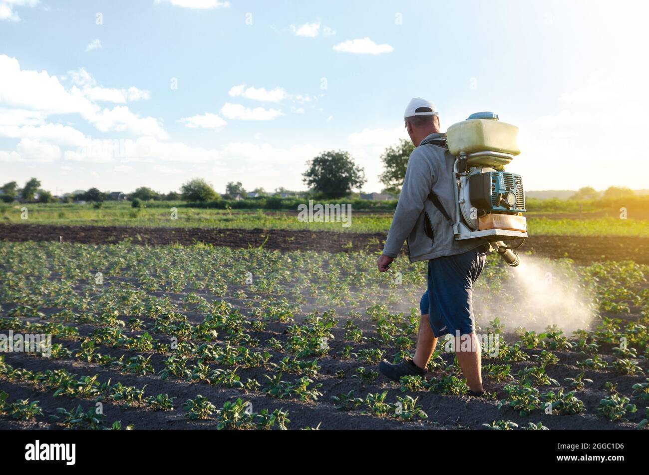 Farmer sprays a potato plantation with a sprayer. Chemical treatment ...