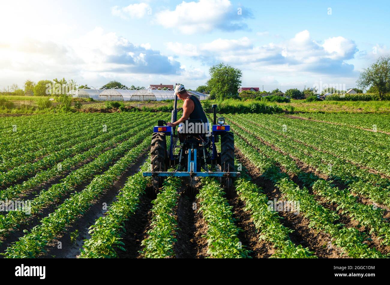 Beautiful landscape of potato plantation and a cultivator tractor ...