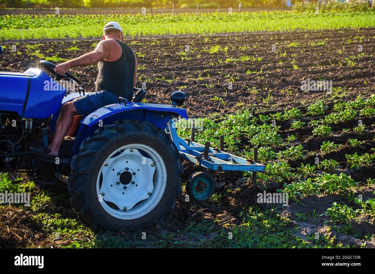 A farmer on a tractor cultivates a potato plantation. Agroindustry and ...