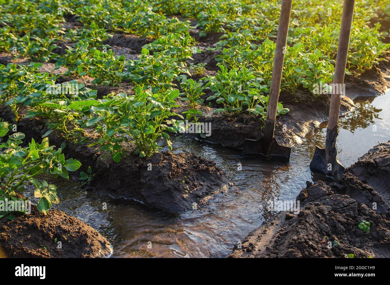 Potato plantation watering management. Traditional surface irrigation ...