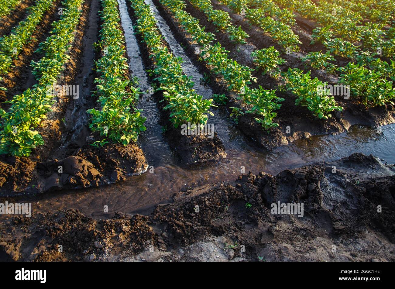 Plantation water flow control. Water flows through canals. European ...