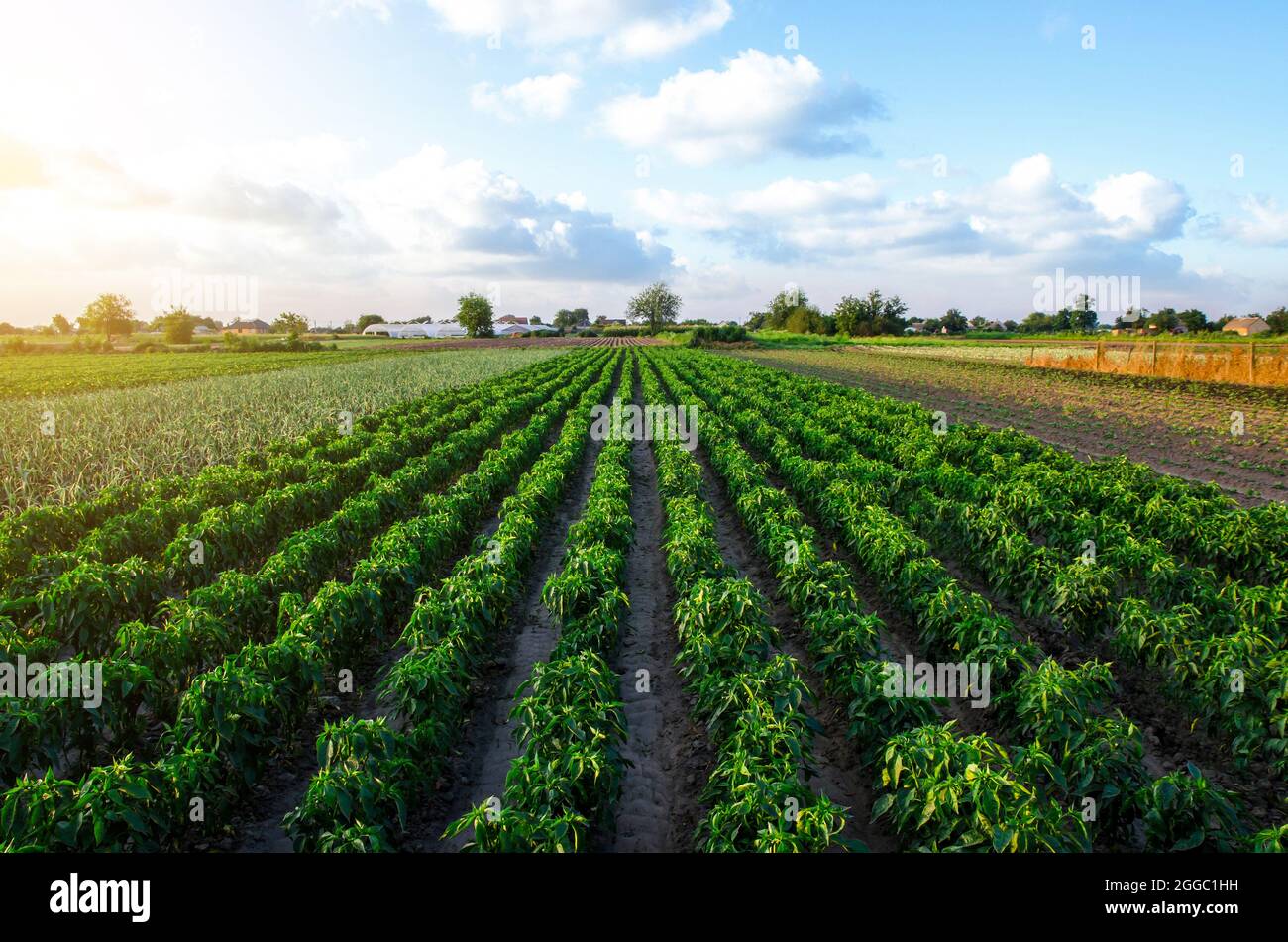 A farm field planted with pepper crops. Growing capsicum peppers, leeks ...