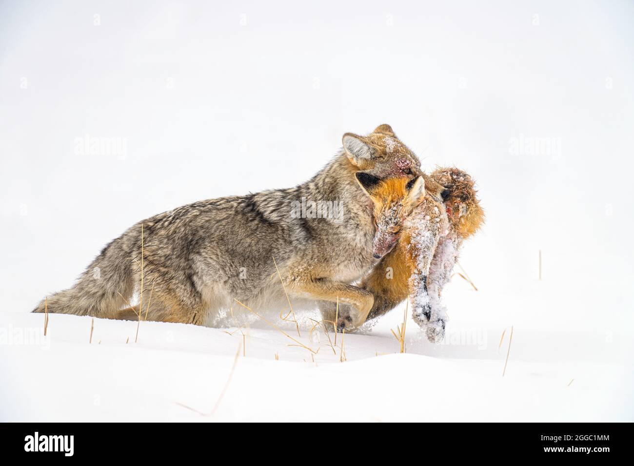 Coyote with Dead For Stock Photo - Alamy